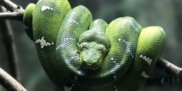 30 Most Fascinating Animal Photos - Link A Daily